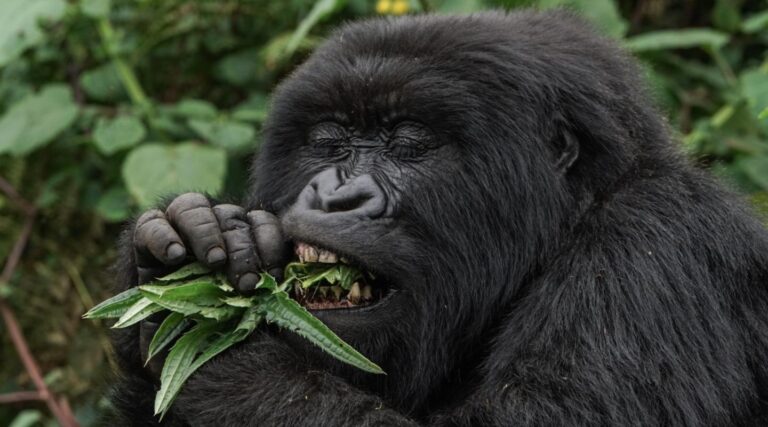 The Silverback Gorilla Diet: A Plant-Based Diet Created by Nature